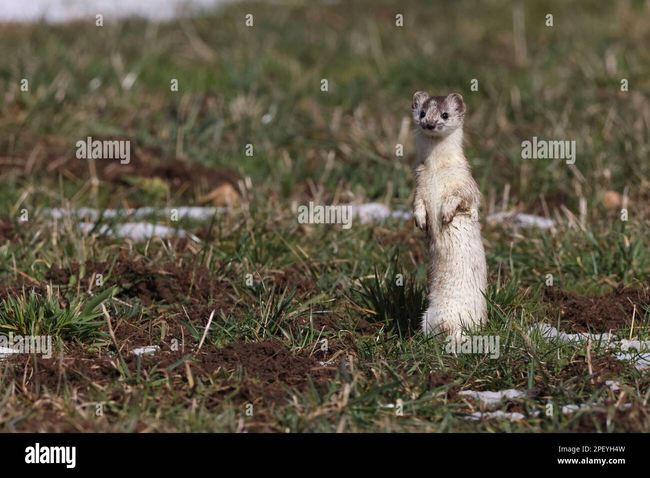Stoat (Mustela erminea) short-tailed weasel Germany Stock Photo - Alamy