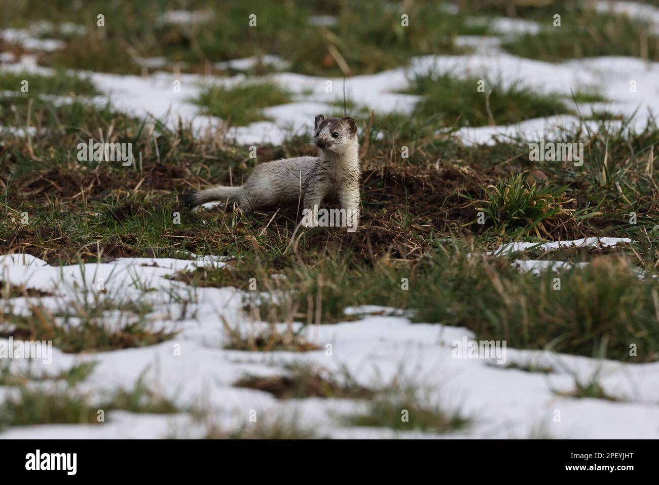Stoat (Mustela erminea) short-tailed weasel Germany Stock Photo - Alamy