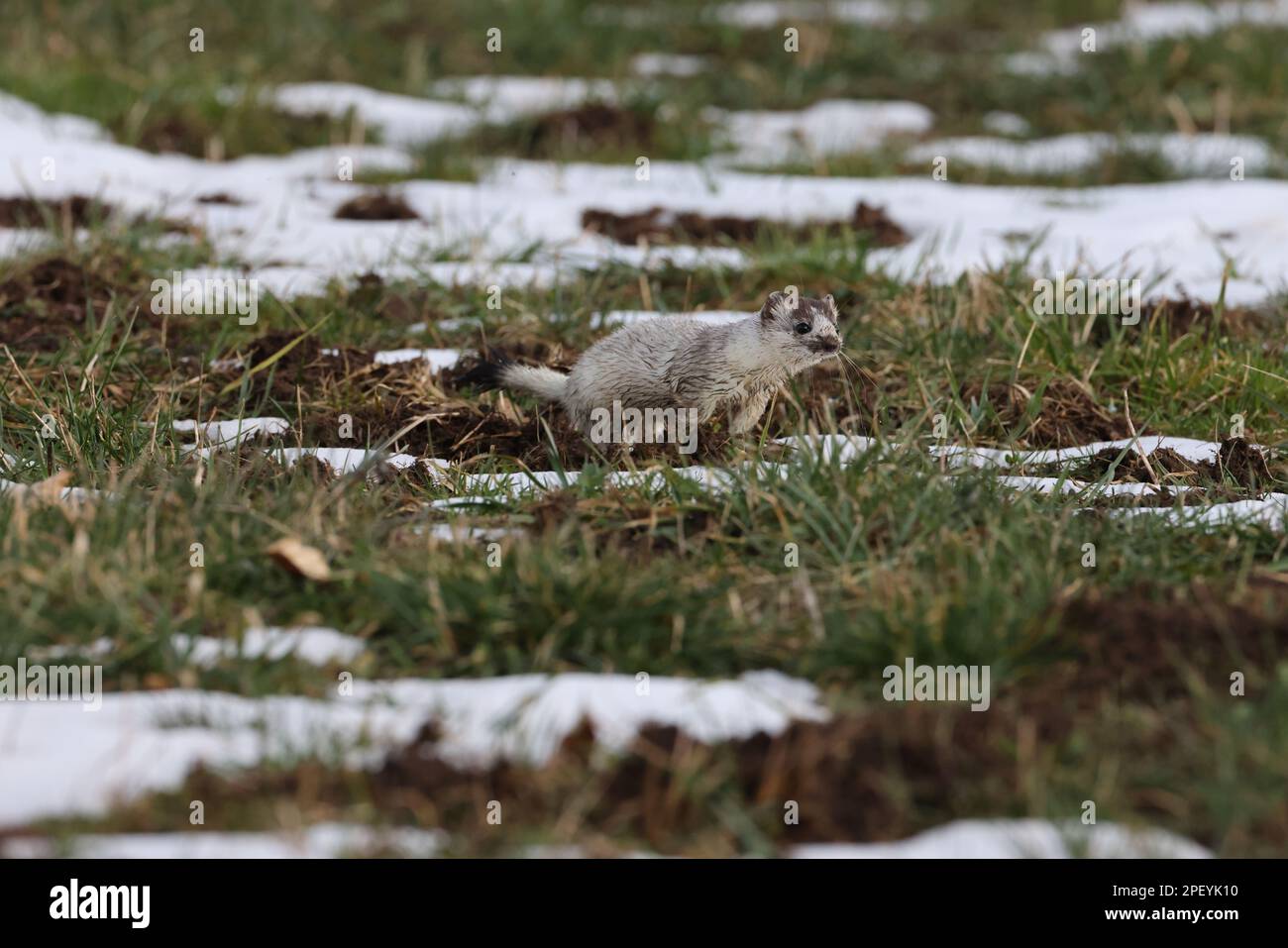 Stoat (Mustela erminea) short-tailed weasel Germany Stock Photo - Alamy