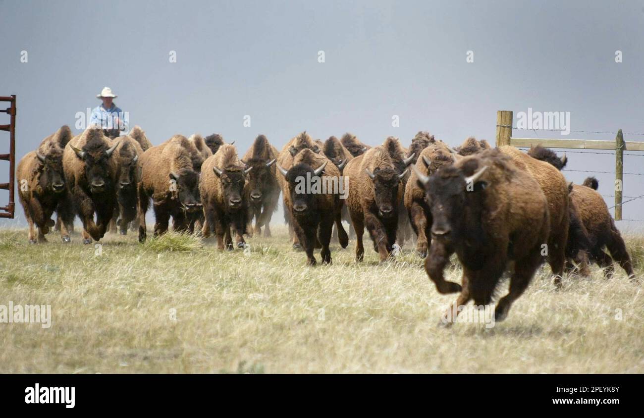Fifty purebred plains bison charge through an open gate leading to ...