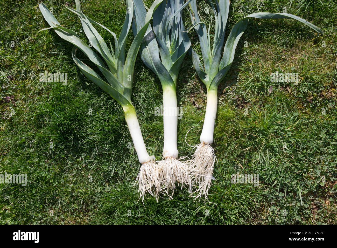 Leek grass hi-res stock photography and images - Alamy