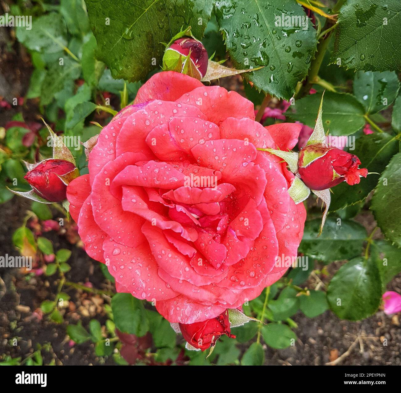 Single red rose on grass hi-res stock photography and images - Alamy
