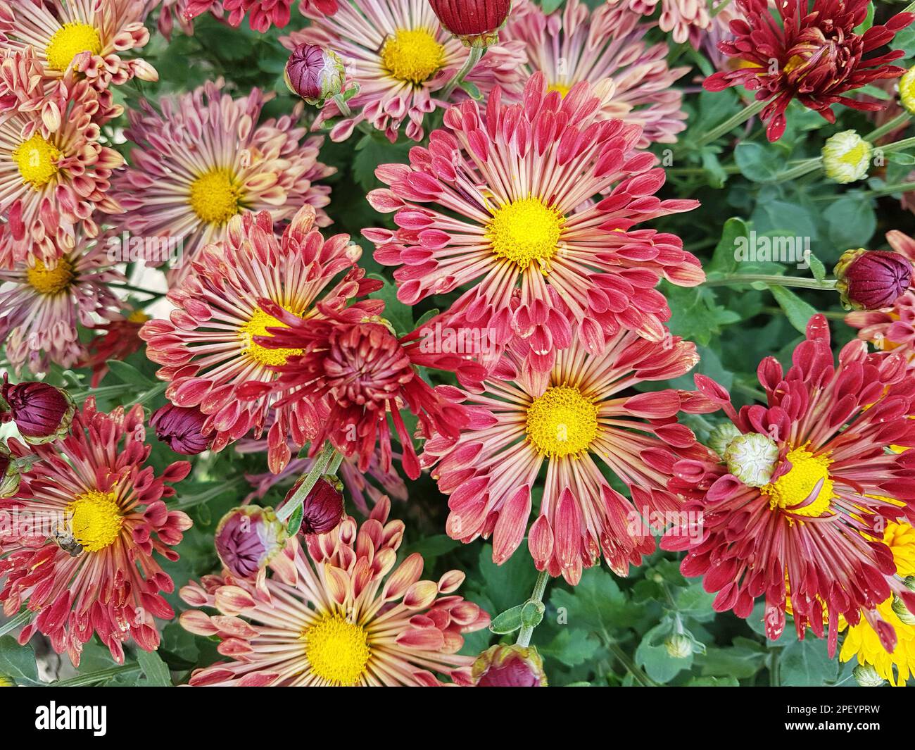 Red astra flowers with green leaves Stock Photo - Alamy