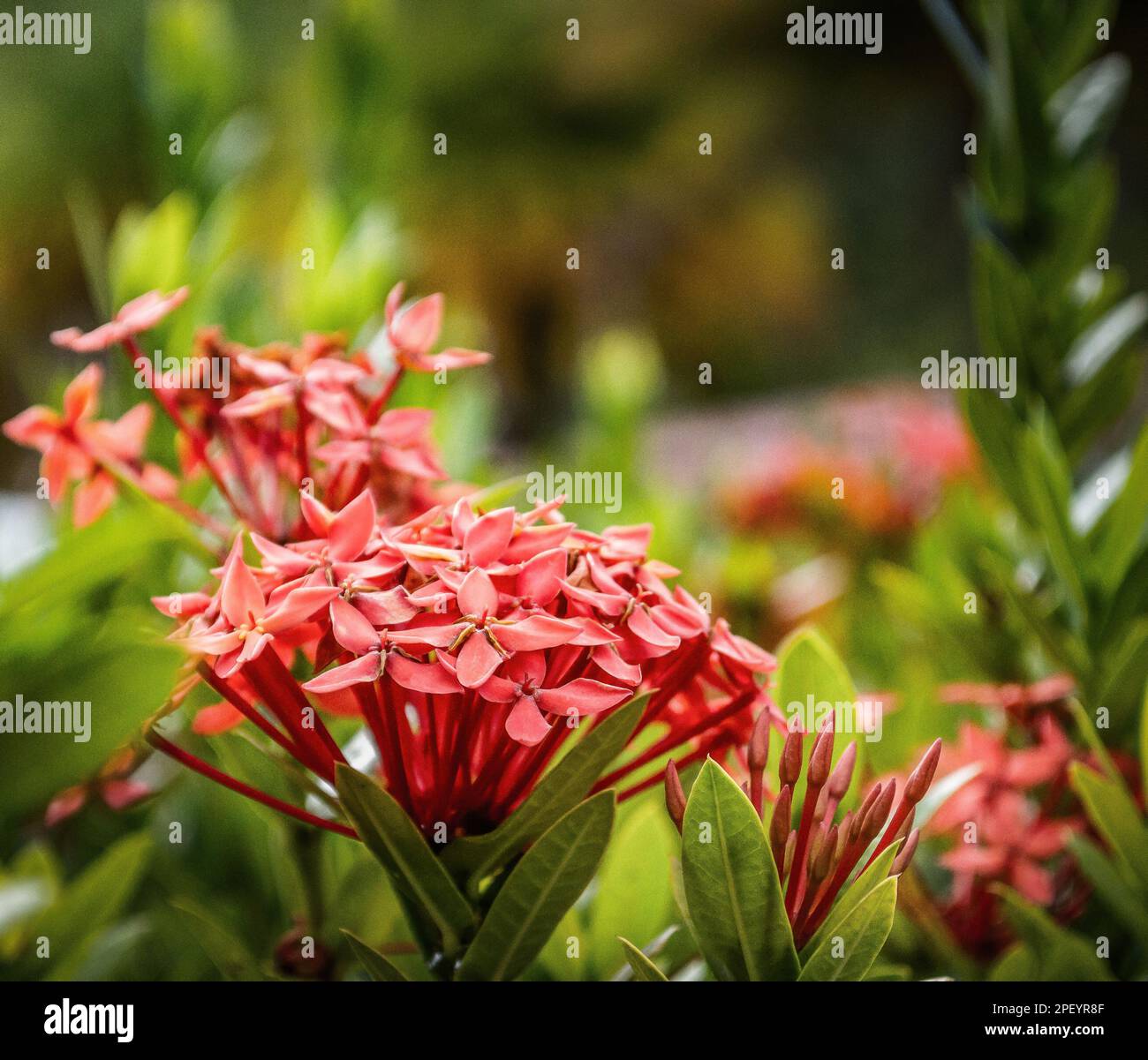 Chinese Ixora Flower on St. Thomas, USVI Stock Photo - Alamy