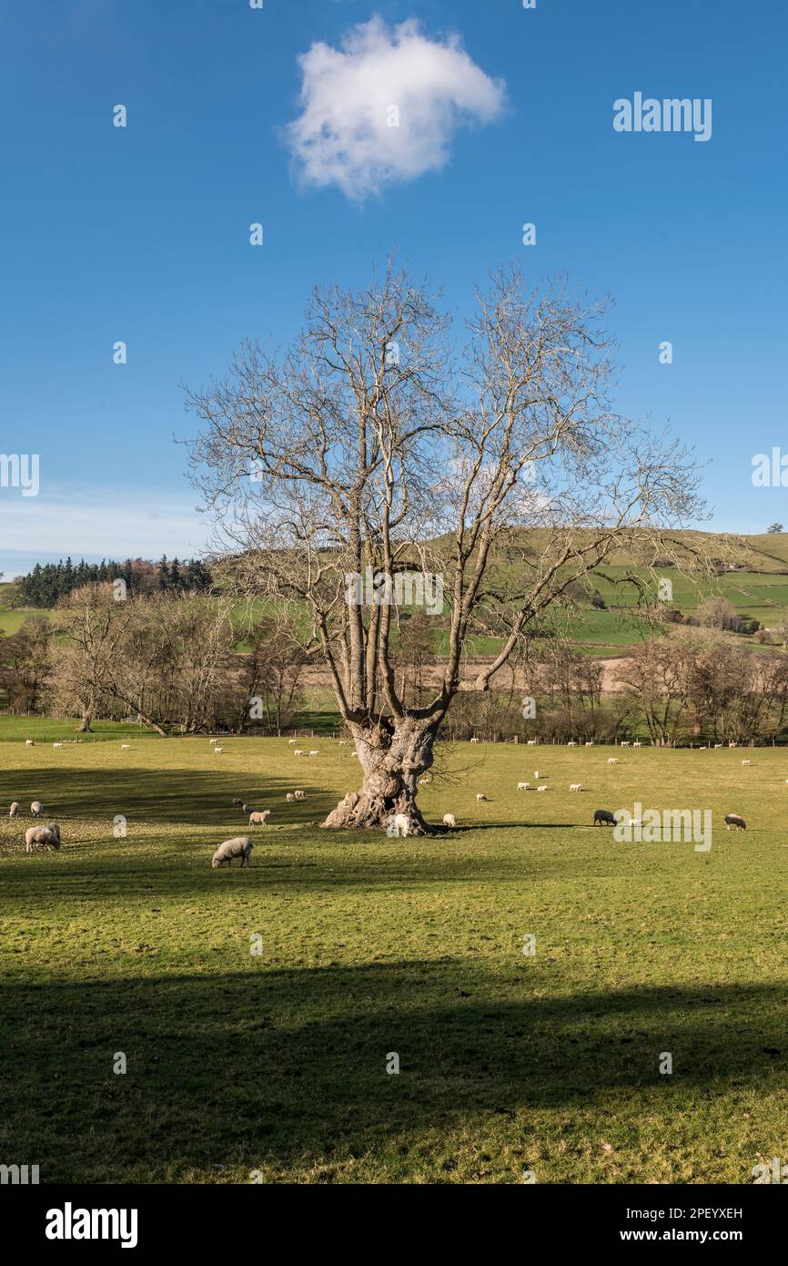 An old pollard ash tree (Fraxinus excelsior) near Presteigne, Powys, UK ...