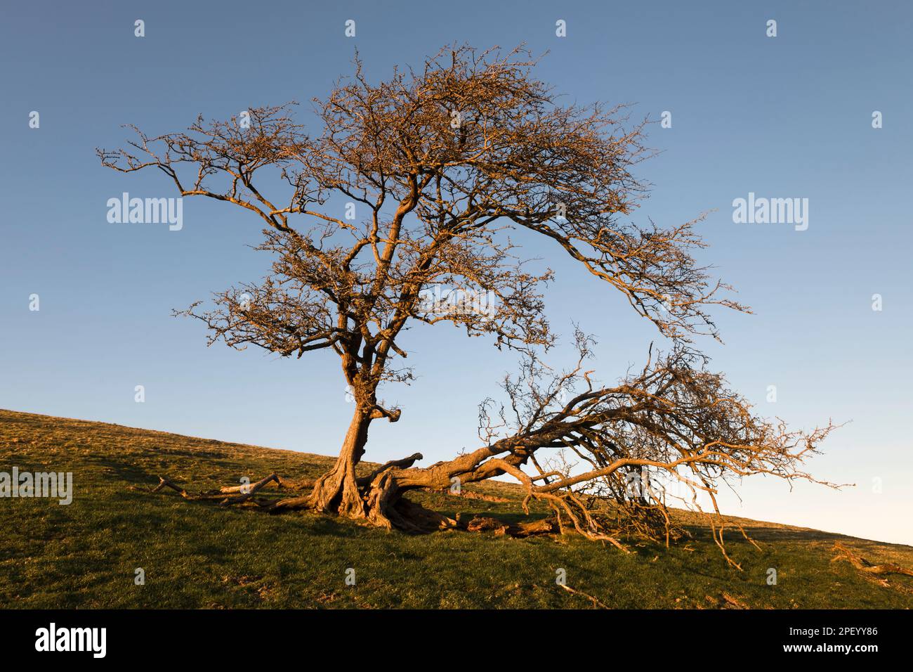 An old hawthorn tree, twisted and split by the wind, seen at sunset on ...