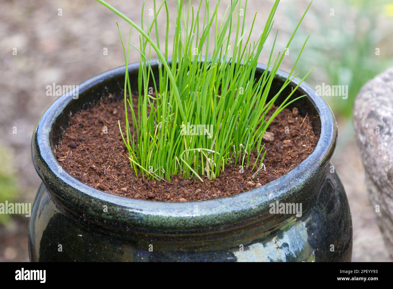 New chive shoots hi-res stock photography and images - Alamy