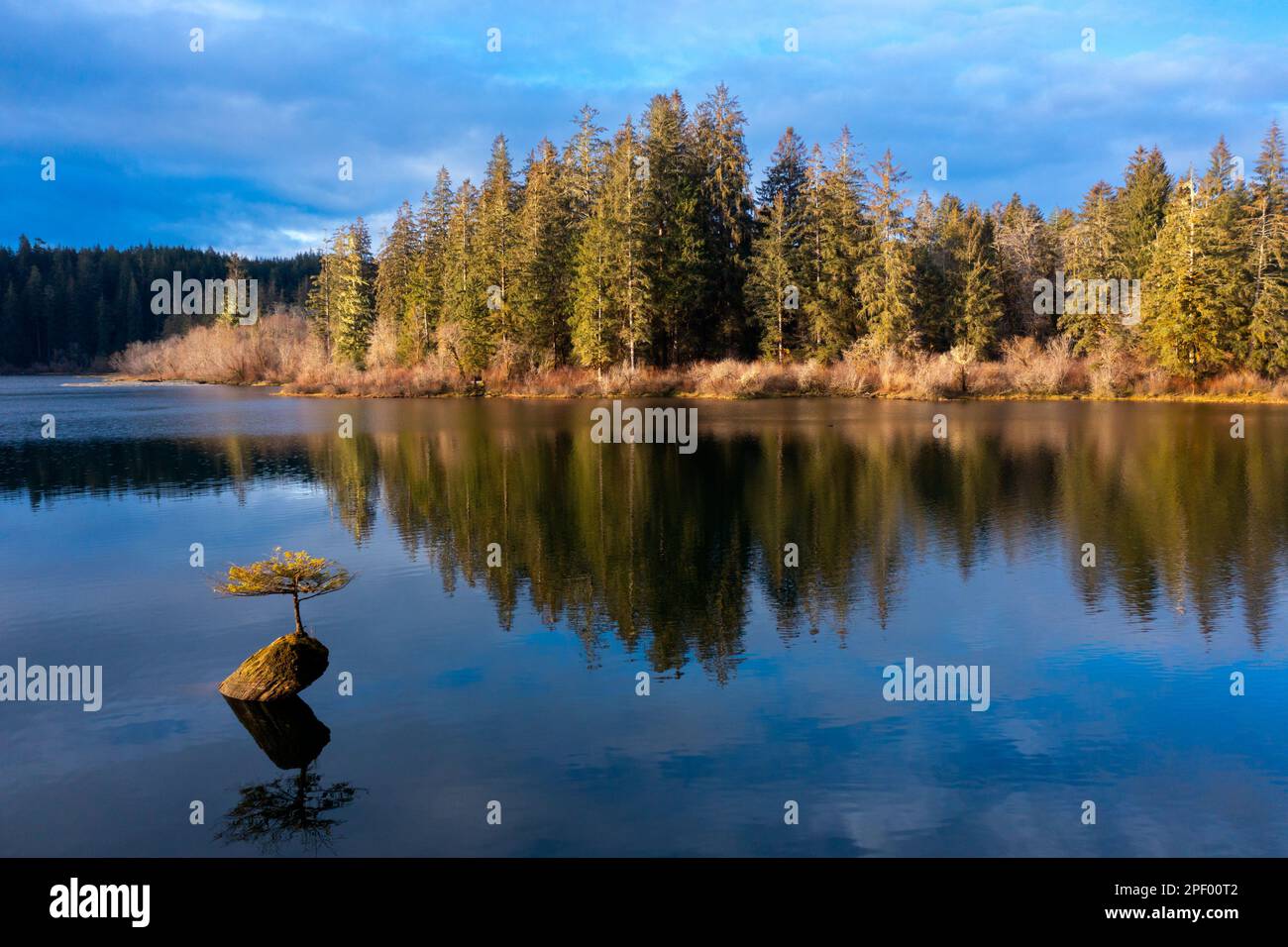 A picturesque landscape of Fairy lake tree in the lake with forestland ...