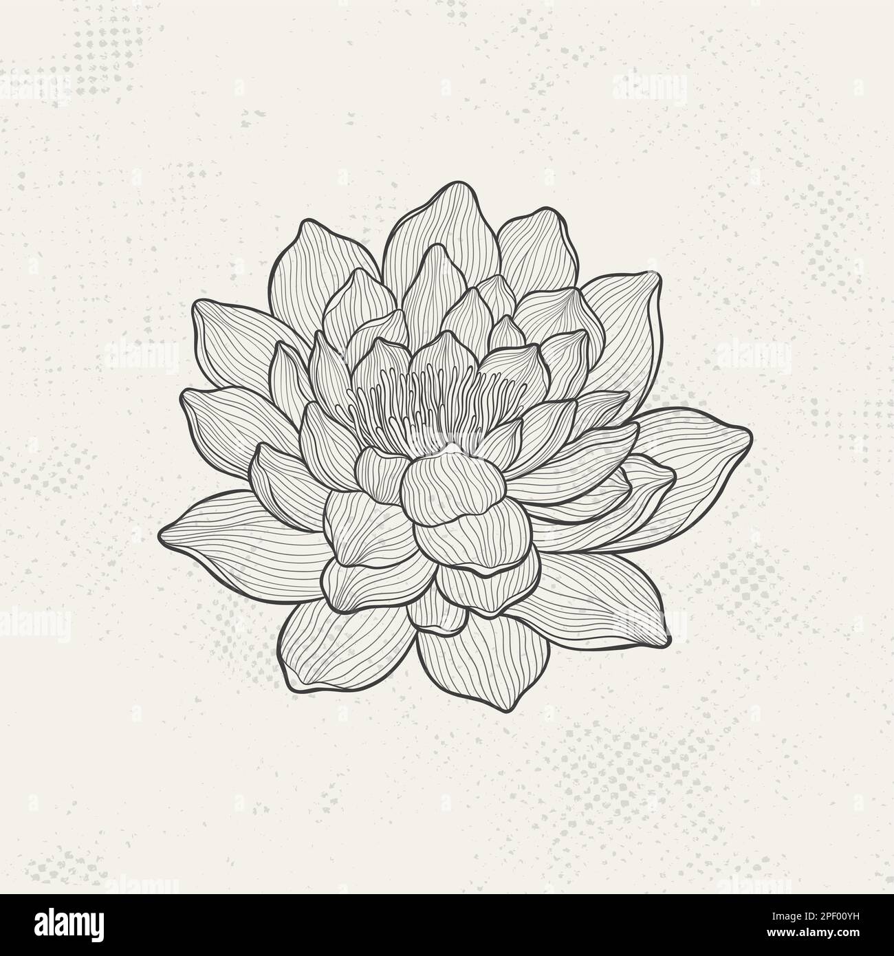 Lotus sketch with fine graceful lines. Isolated flower on a light ...