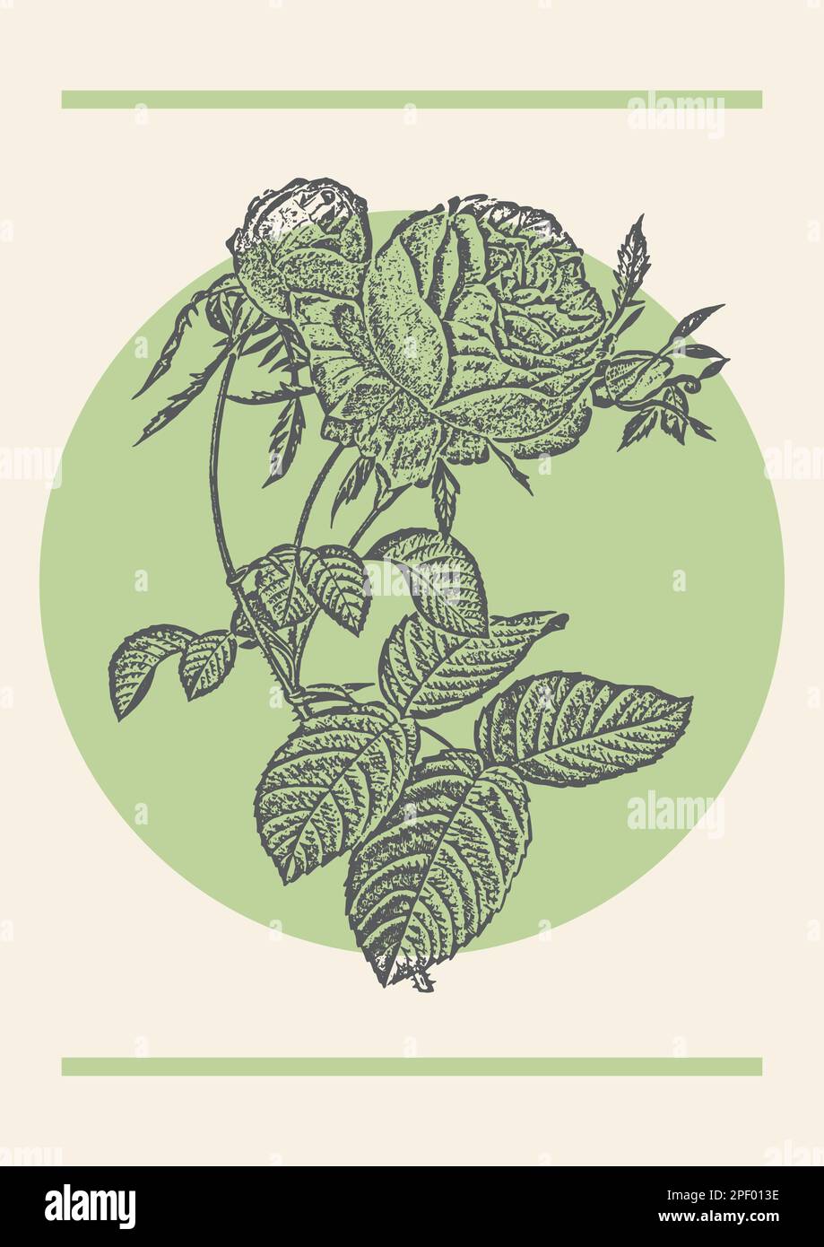 Blooming rose flower sketch poster illustration. Botanical drawing in ...