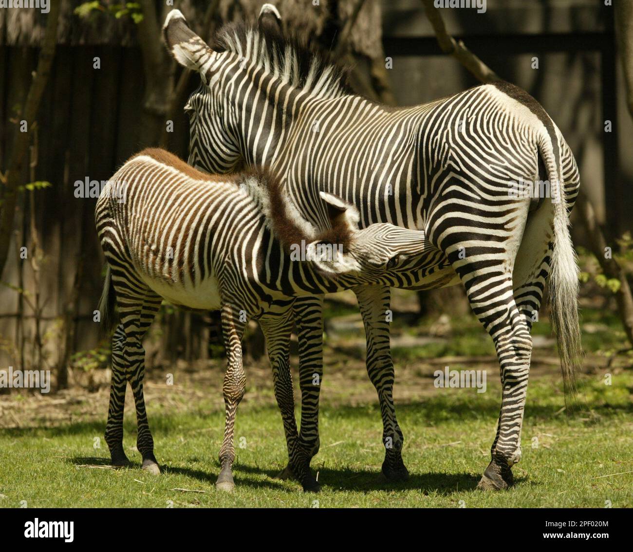 Bronx Zoo Zebras