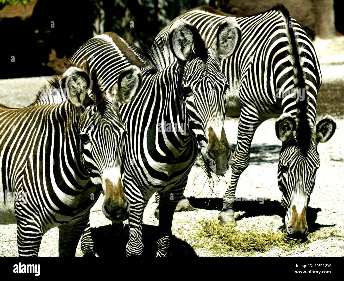Grevy's zebras enjoy their meal Tuesday, May 5, 2004, at the St. Louis ...