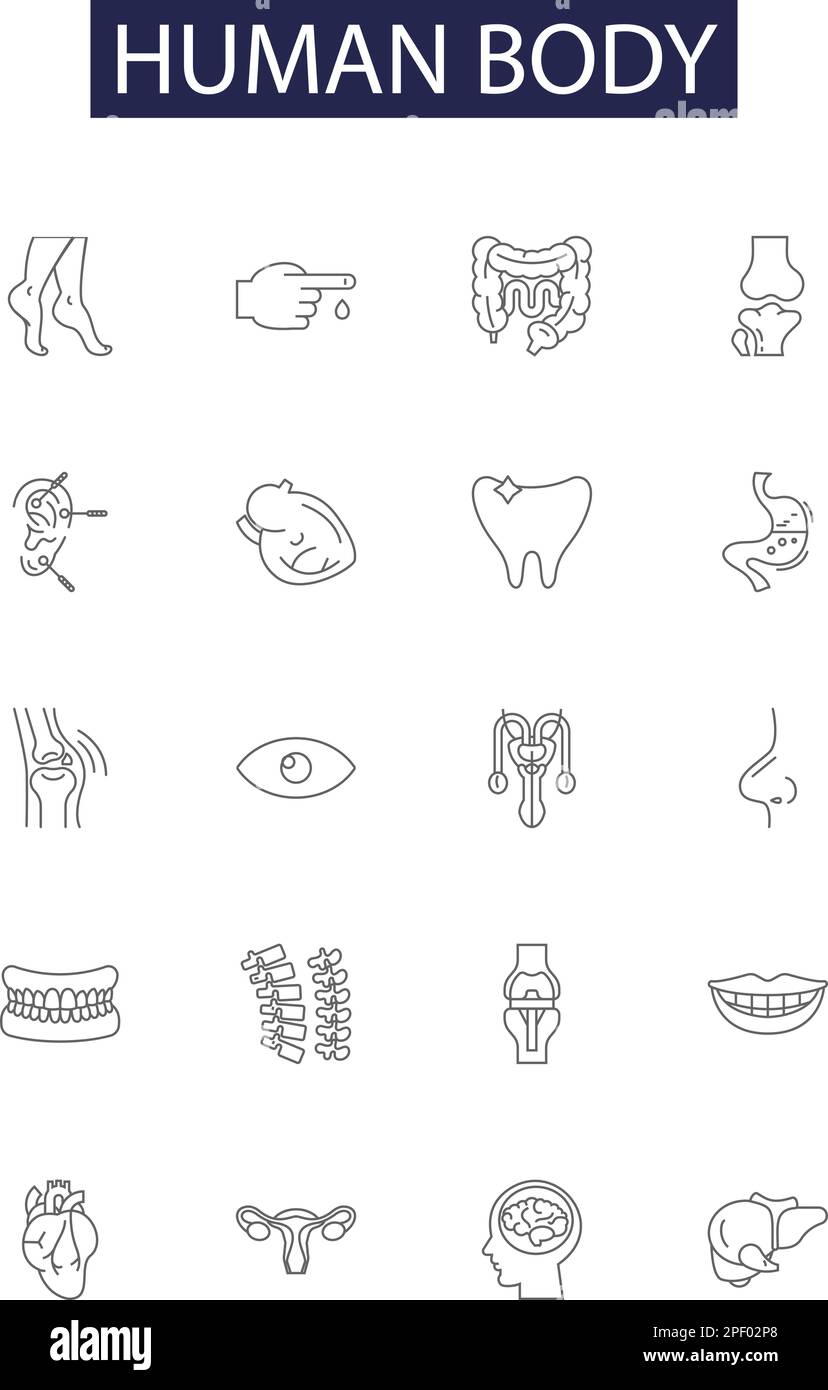 Human body line vector icons and signs. Skeleton, Muscles, Ligaments ...