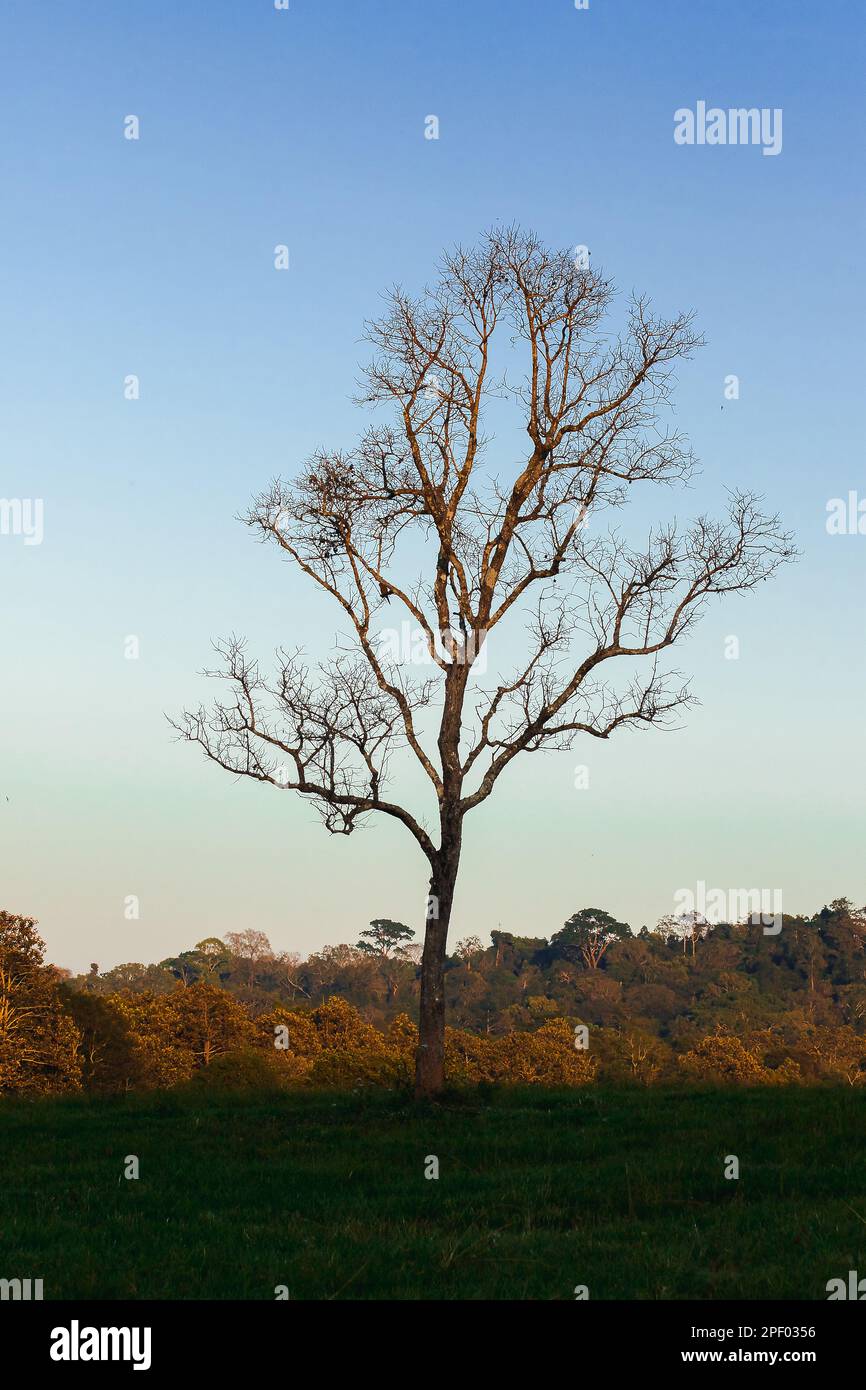 Landscape of trees on the slopes of the same tree as the sunlight Stock ...