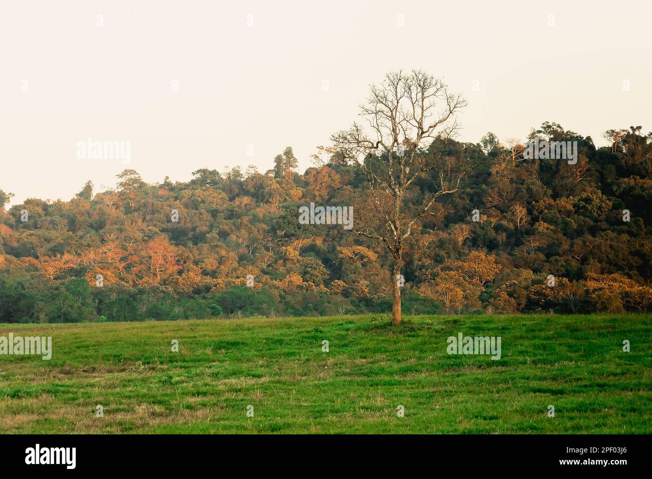Landscape of trees on the slopes of the same tree as the sunlight Stock ...