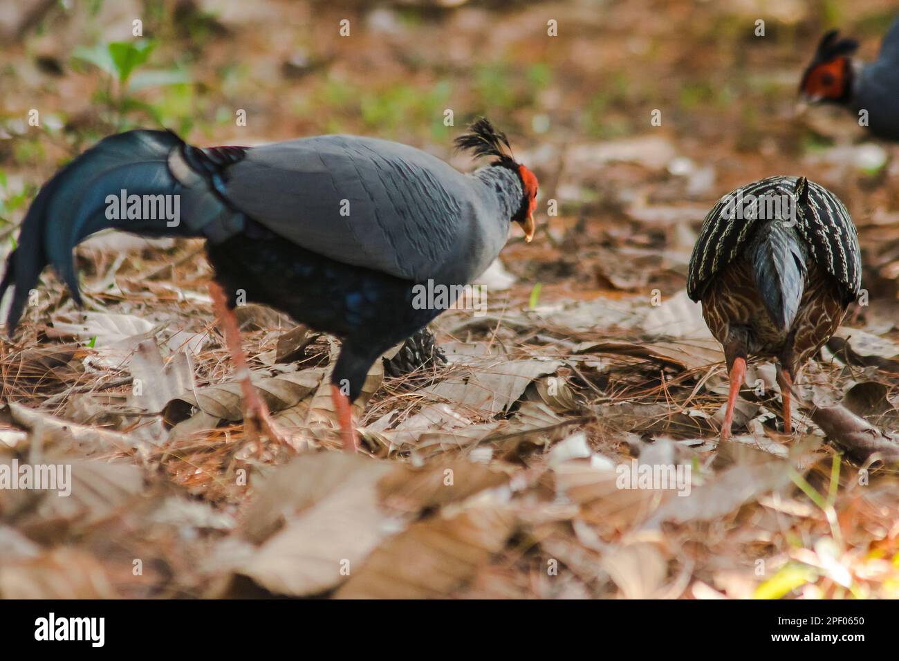Siamese Fireback Blue-headed Male Its back and wings are gray. Walking ...