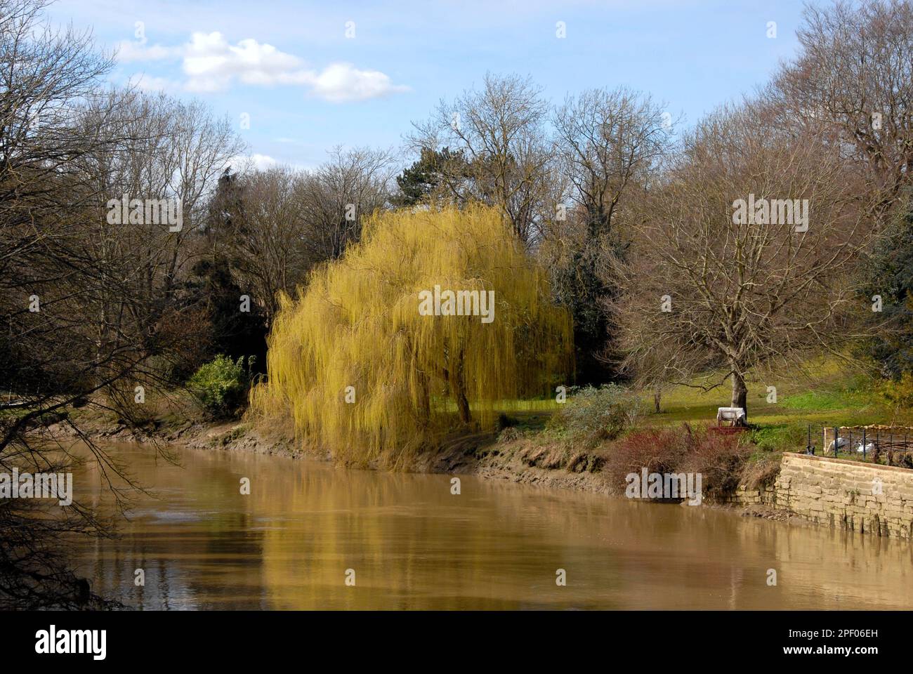 Signs of spring with sunshine on willow tree beside river Stock Photo ...