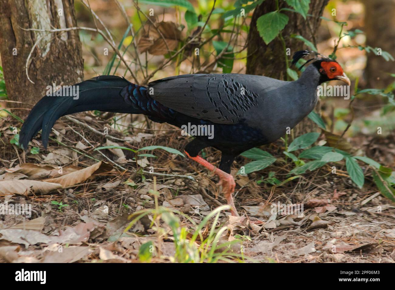 Siamese Fireback Blue-headed Male Its back and wings are gray. Walking ...