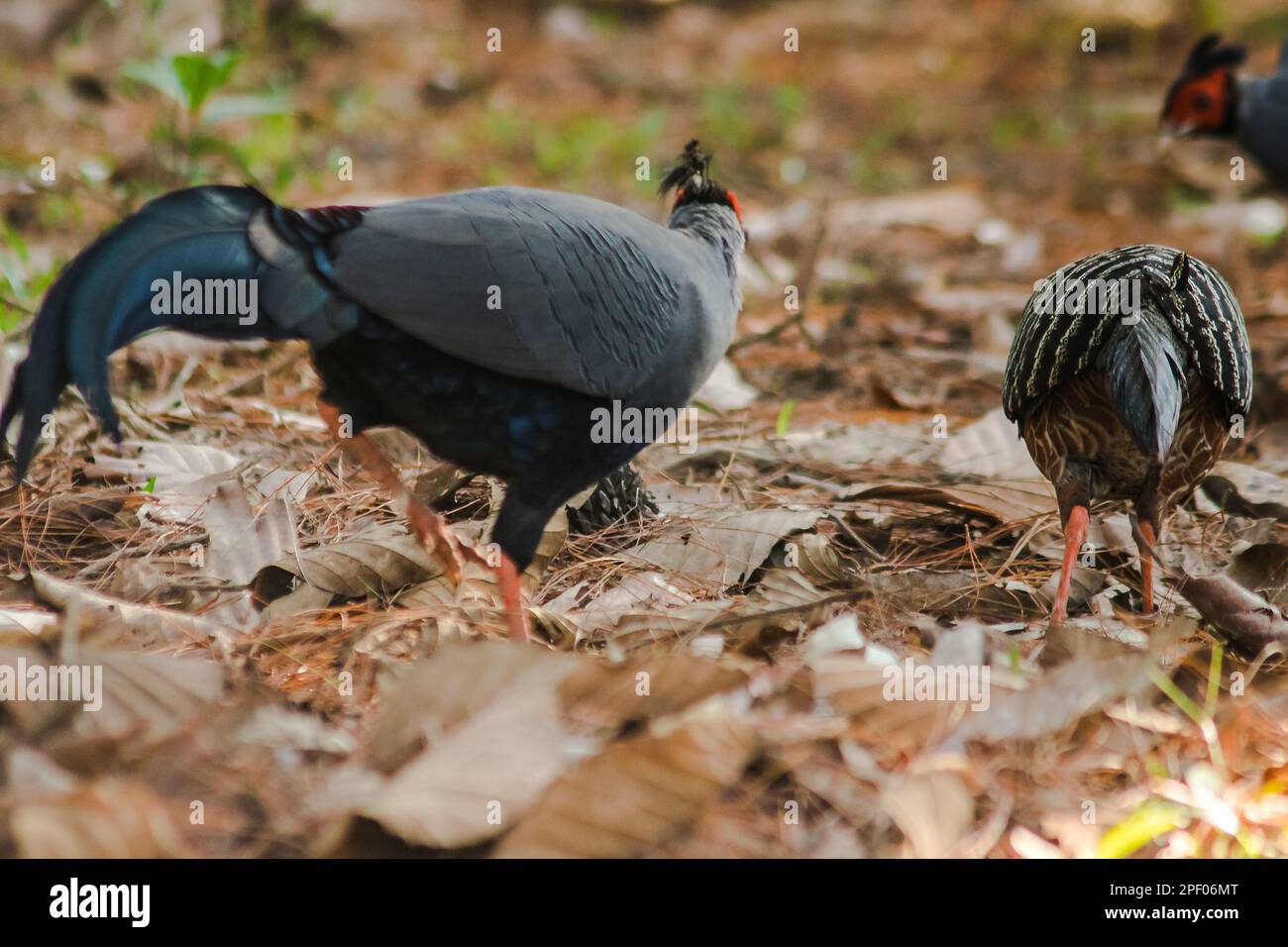 Siamese Fireback Blue-headed Male Its back and wings are gray. Walking ...