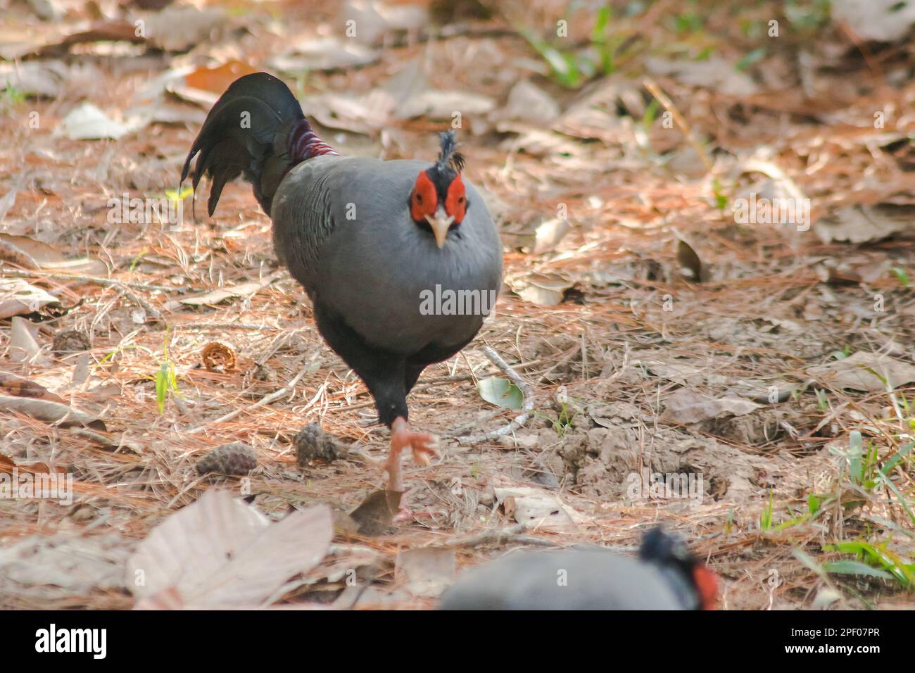 Siamese Fireback Blue-headed Male Its back and wings are gray. Walking ...