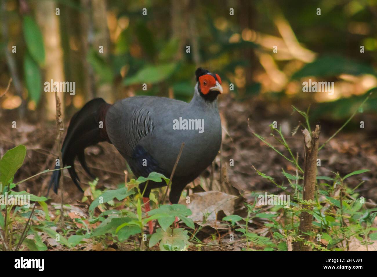 Siamese Fireback Blue-headed Male Its back and wings are gray. Walking ...