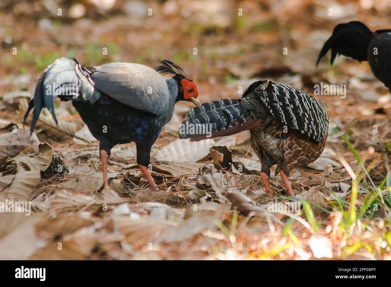 Siamese Fireback Blue-headed Male Its back and wings are gray. Walking ...