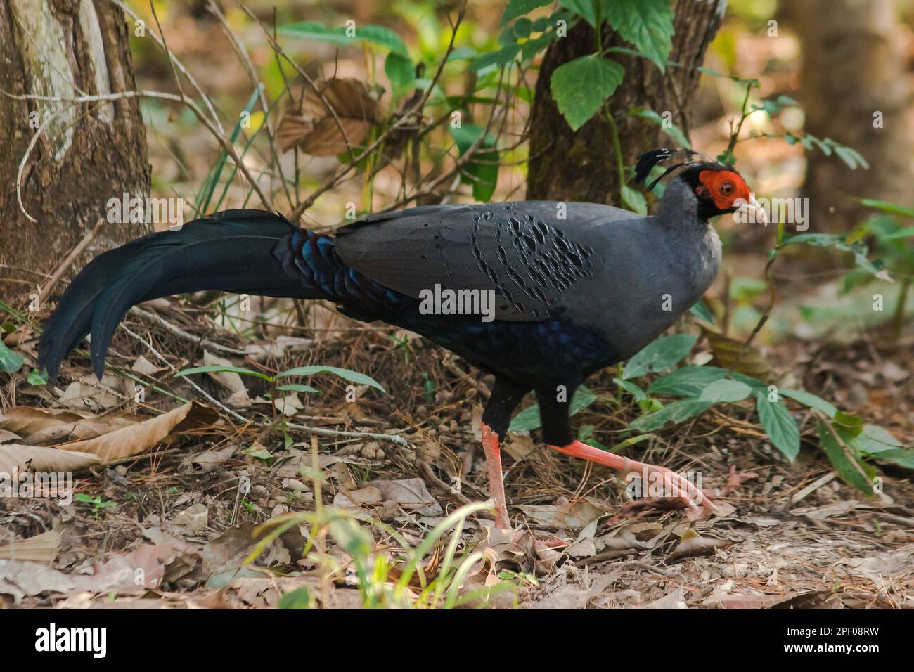 Siamese Fireback Blue-headed Male Its back and wings are gray. Walking ...