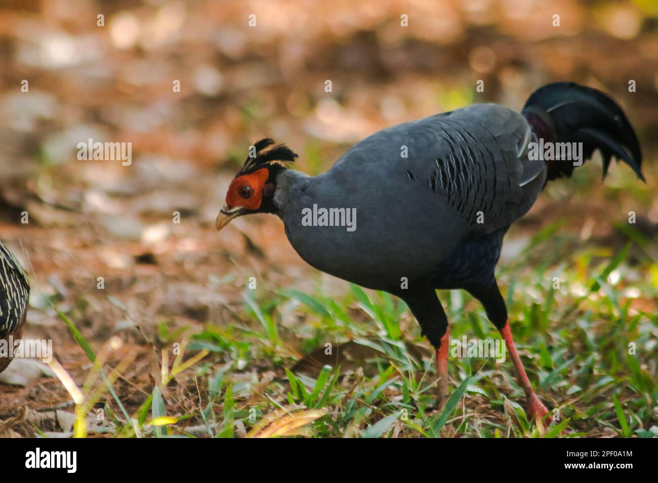 Siamese Fireback Blue-headed Male Its back and wings are gray. Walking ...