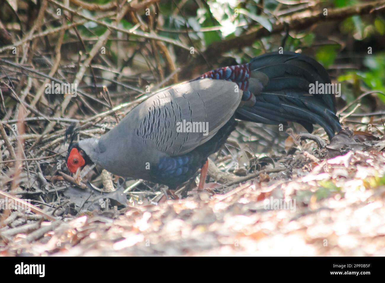 Siamese Fireback Blue-headed Male Its back and wings are gray. Walking ...
