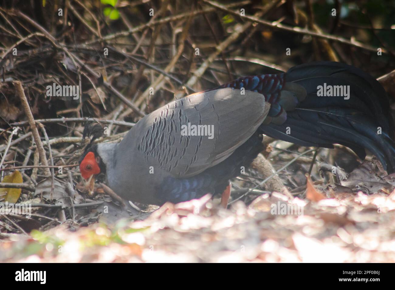 Siamese Fireback Blue-headed Male Its back and wings are gray. Walking ...
