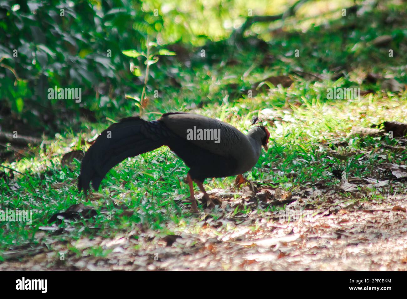 Siamese Fireback Blue-headed Male Its back and wings are gray. Walking ...