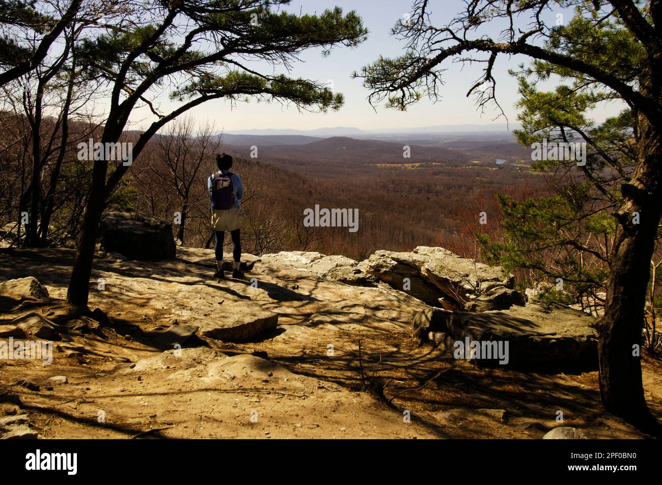 View out through the deciduous forest from the Appalachian Trail at ...