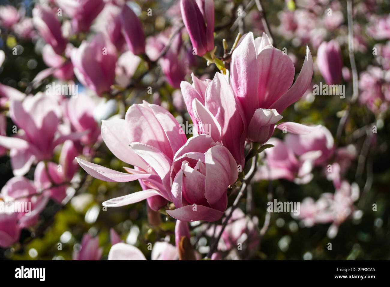 Magnolia tree liliiflora Lily Magnolia Spring Istanbul Stock Photo - Alamy