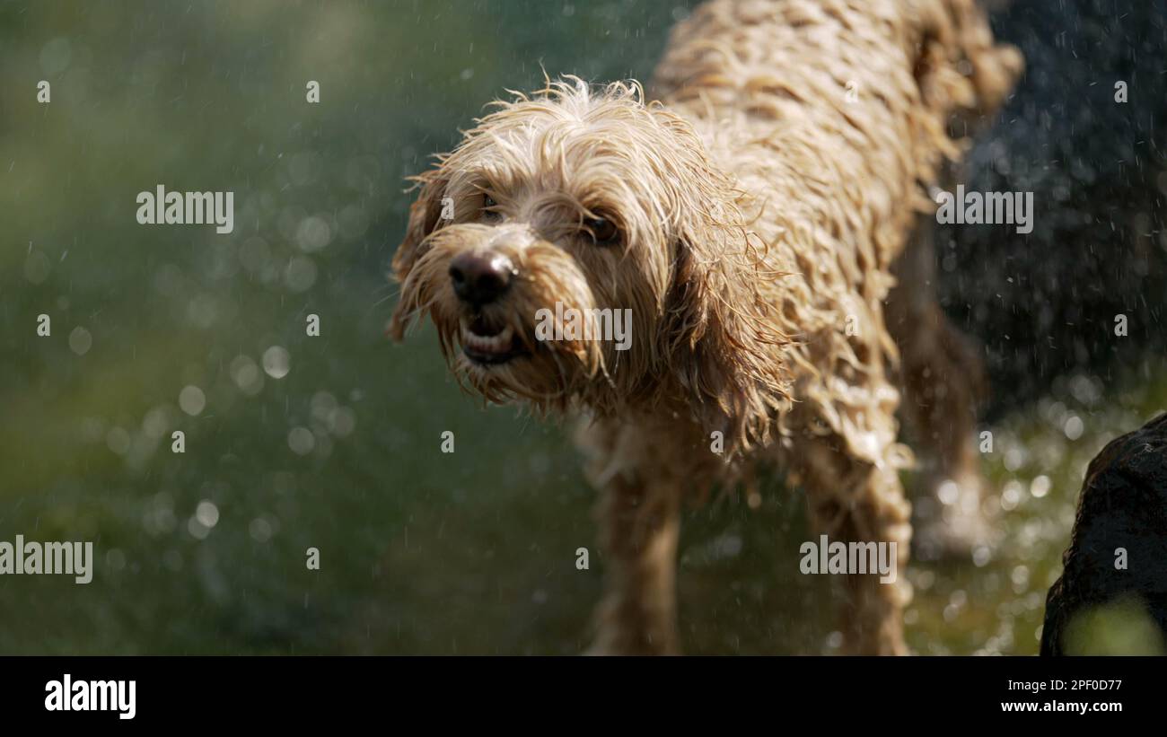 Dog shaking water after bath in super slow motion. Pet drying himself ...