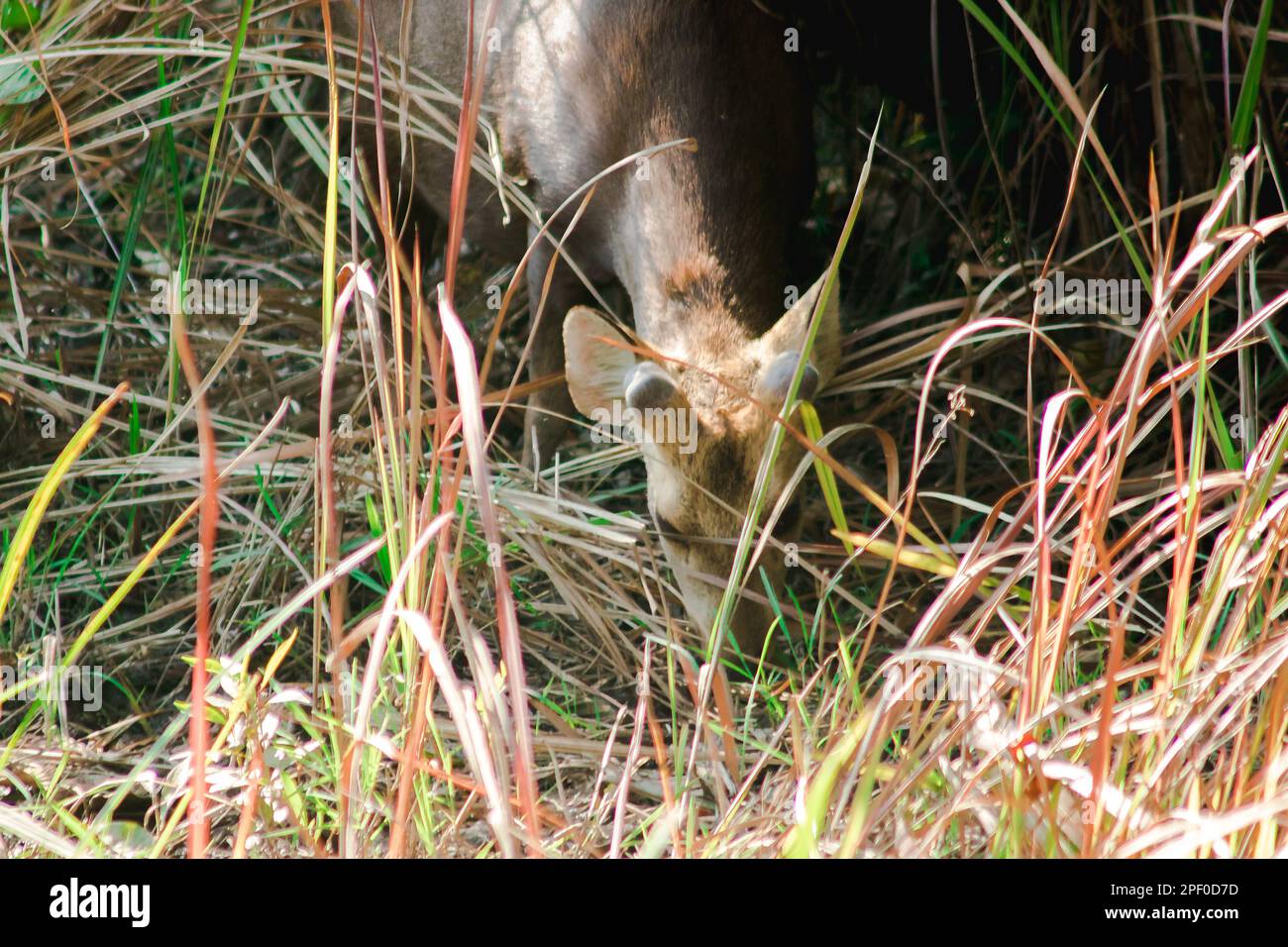 A deer foraging on the edge of the forest Deer like to eat leaves and ...