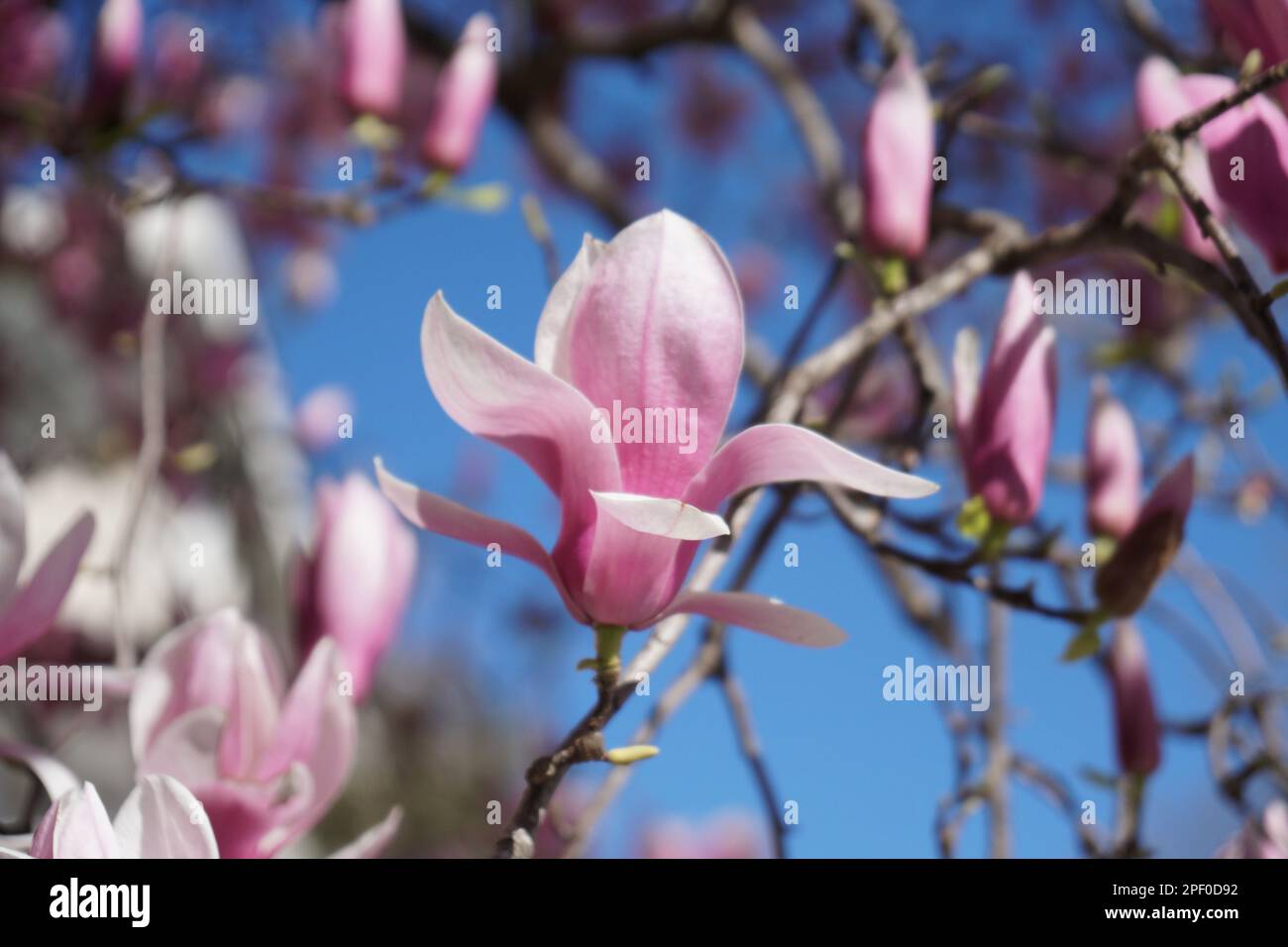 Magnolia tree liliiflora Lily Magnolia Spring Istanbul Stock Photo - Alamy