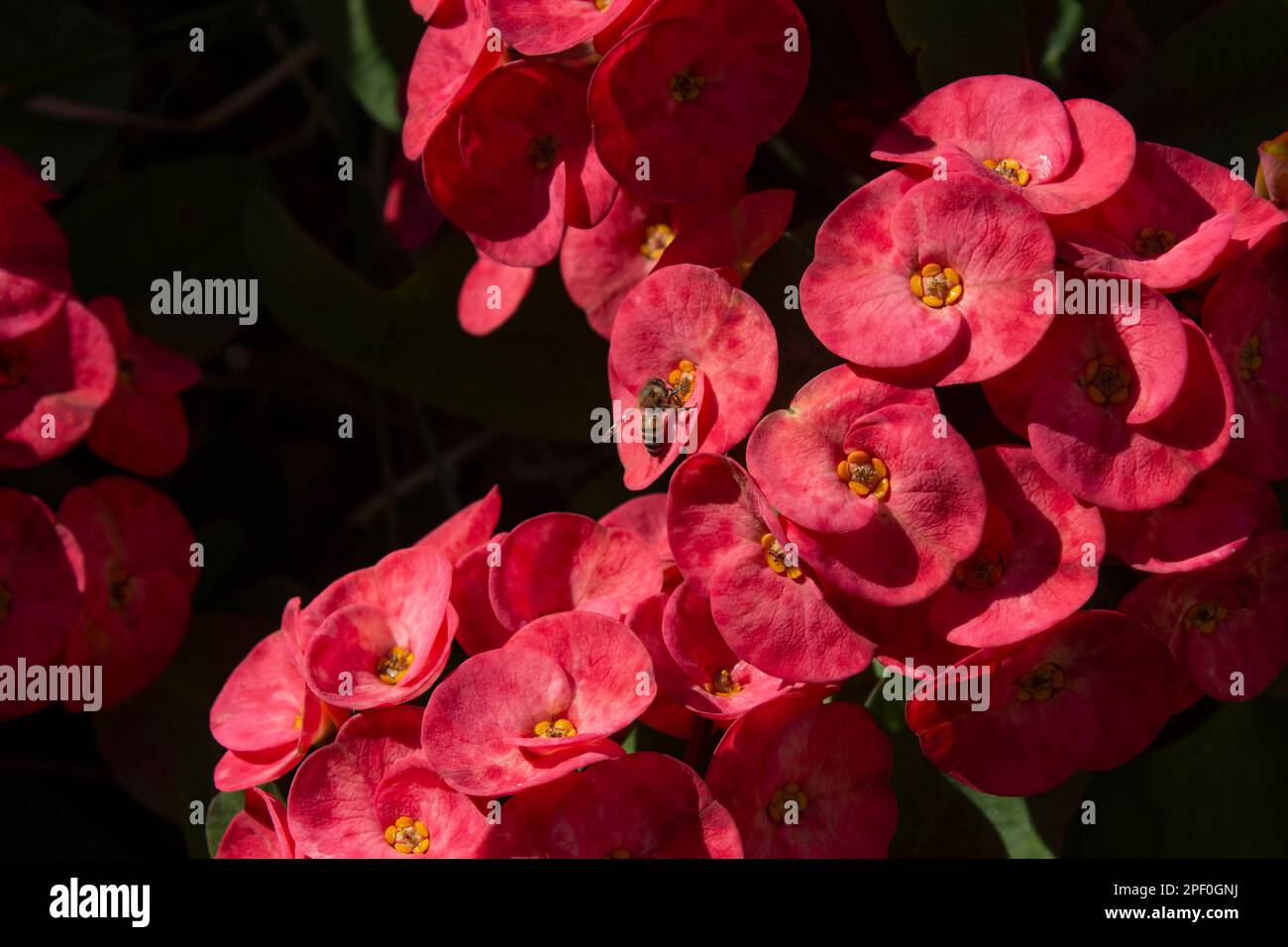 Top-view of a group of sunlit red flowers with a bee on one of them ...