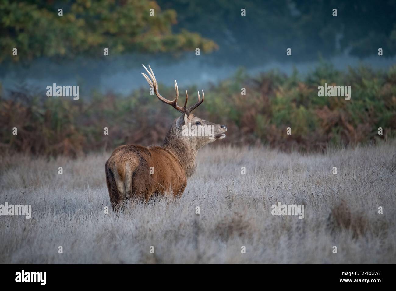 Adult male deer looking for a mate during the mating season Stock Photo ...