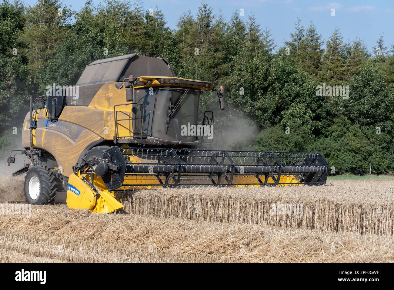 Combining a field of Wheat in North Yorkshire, with a New Holland ...