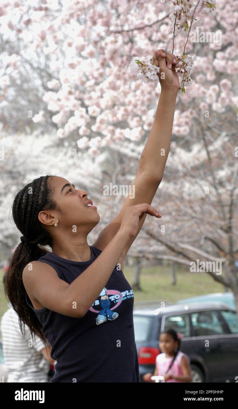 Teresa Espinal from Newark, N.J., grabs a blossom from a cherry tree ...