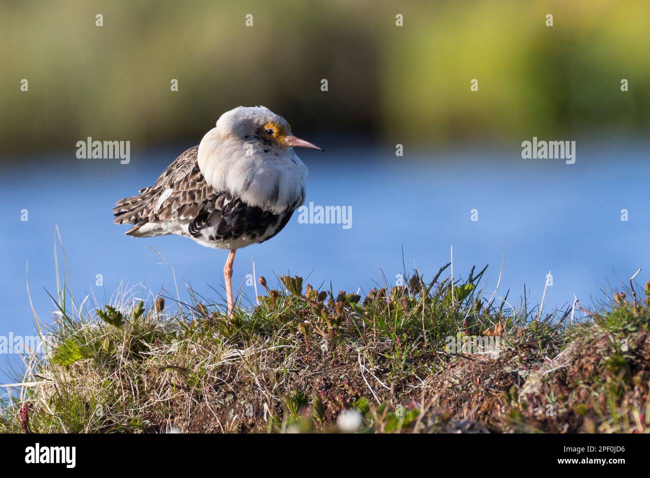 Kampfläufer, Kampf-Läufer, Männchen, Prachtkleid, Philomachus pugnax ...