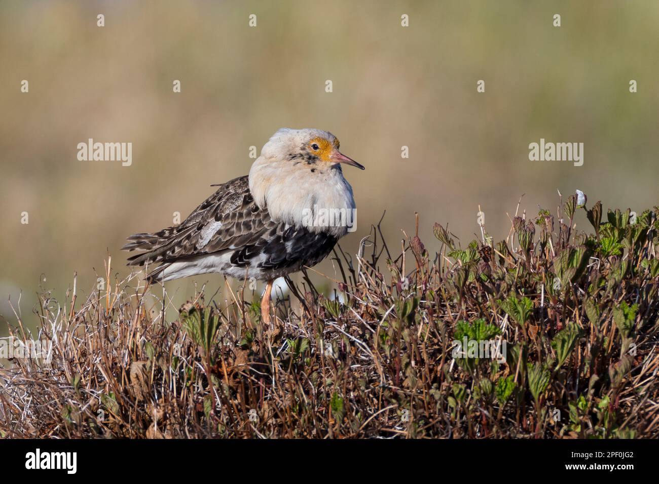 Kampfläufer, Kampf-Läufer, Männchen, Prachtkleid, Philomachus pugnax ...