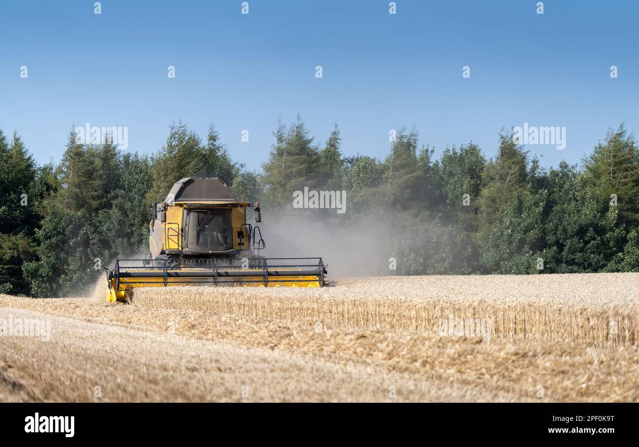 Combining a field of Wheat in North Yorkshire, with a New Holland ...
