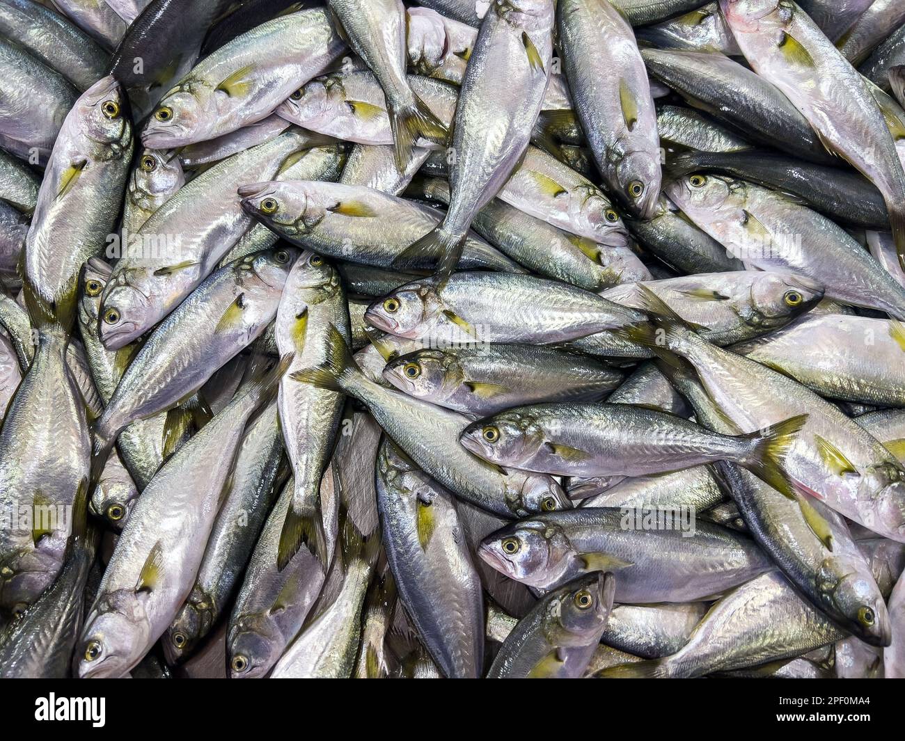 Many raw bluefishes at market. Top view high quality photography. Fresh ...