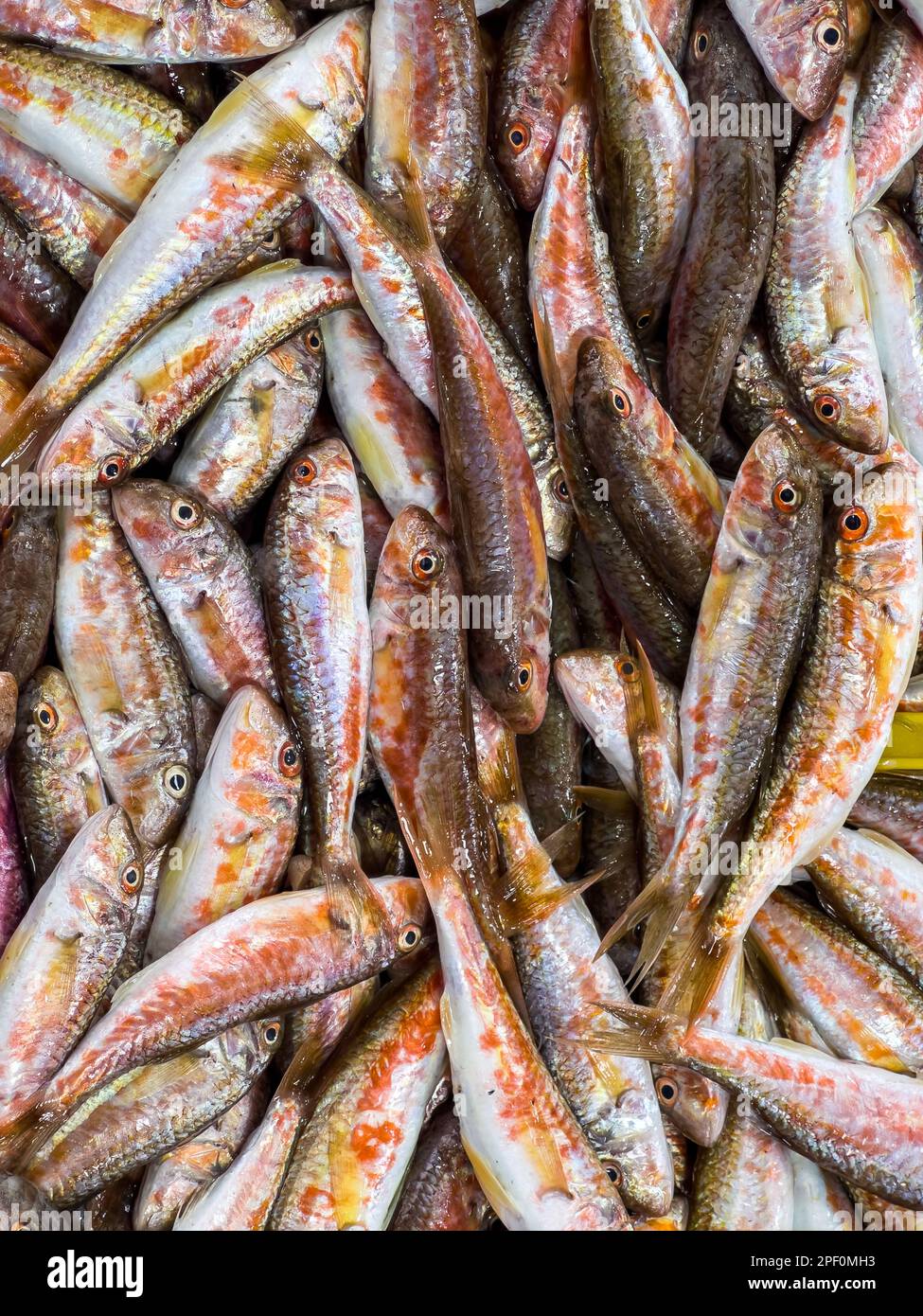 Red mullet fishes at market. Top view high quality photography. Fresh ...