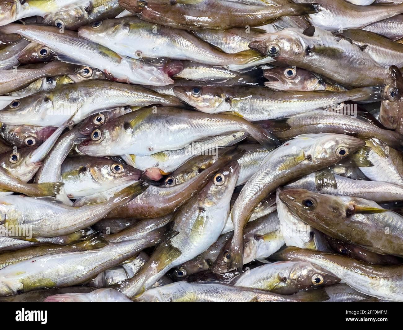 Many raw seabass fishes at market. Top view high quality photography ...