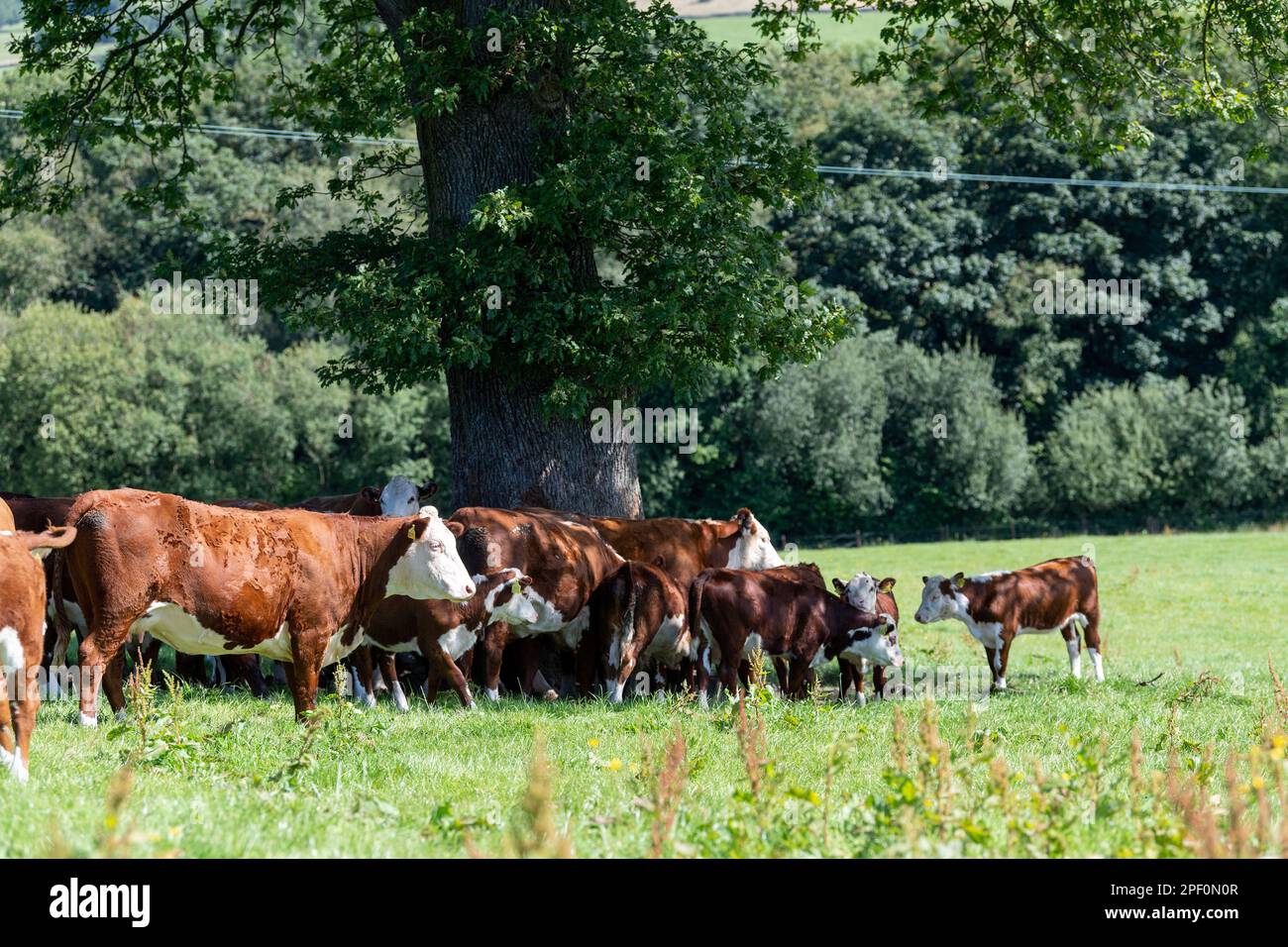Herd of beef cattle sheltering from the sun under a mature Oak tree on ...