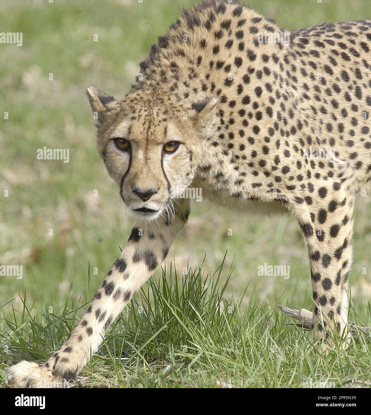 A 2-year-old female cheetah checks out it's new home at Binder Park Zoo ...