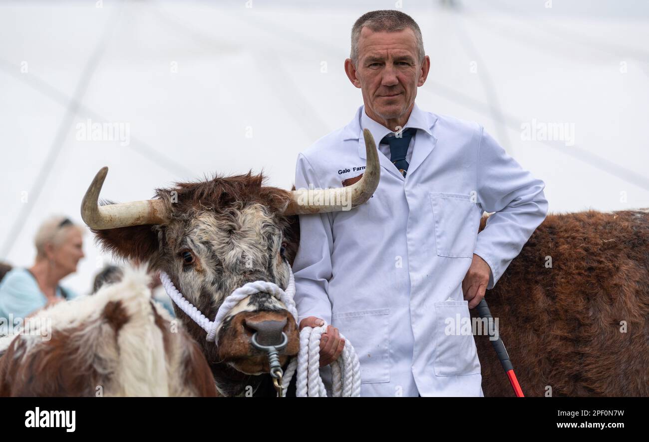 Cattle ring uk 2021 hi-res stock photography and images - Alamy