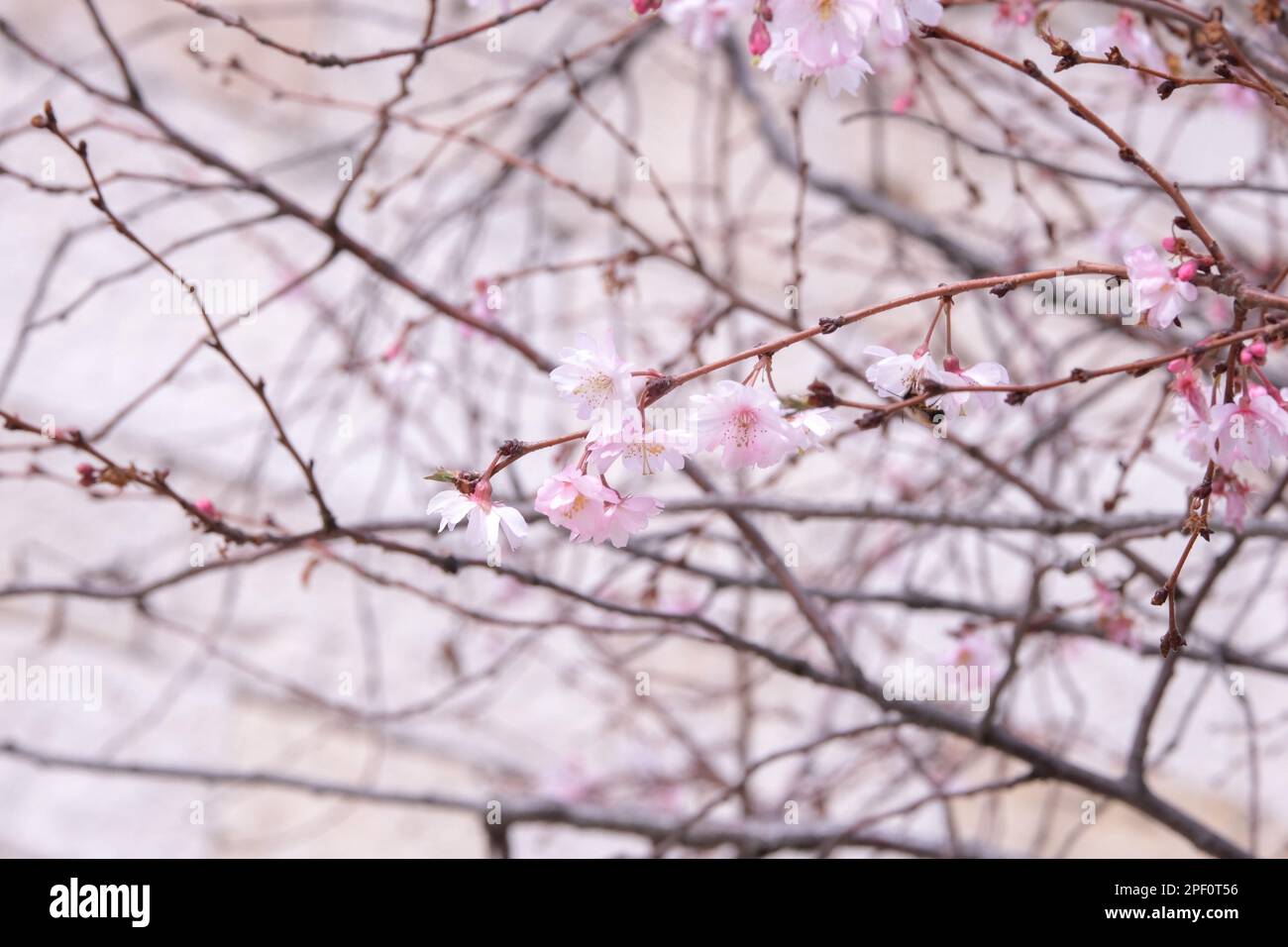 Fauna and flora photography hi-res stock photography and images - Alamy